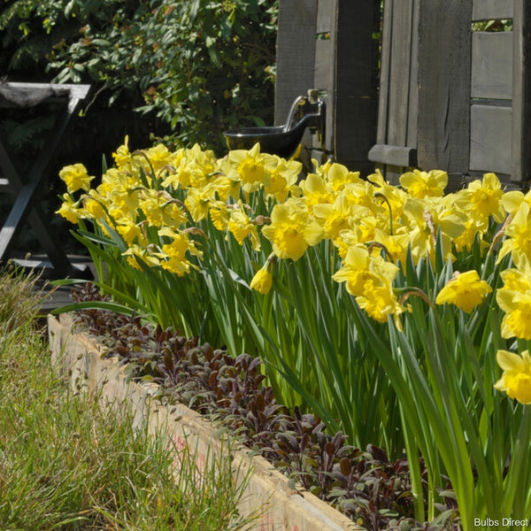 Daffodil Varieties in New Zealand | Bulbs Direct