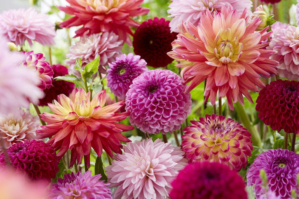 Dahlia Growing Guide | Growing Dahlias in NZ | Bulbs Direct