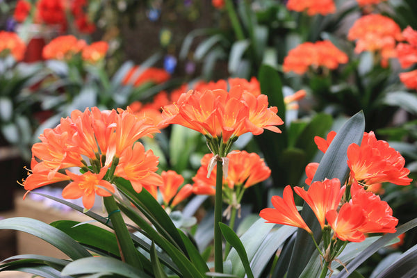 Clivia Planting Guide | Growing Clivia NZ | Bulbs Direct