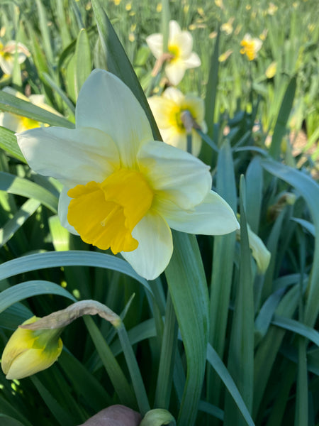 NZ Bred Daffodils | Order Daffodil Bulbs online | Bulbs Direct NZ