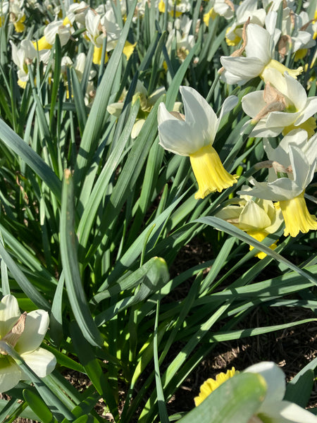 NZ Bred Daffodils | Order Daffodil Bulbs online | Bulbs Direct NZ