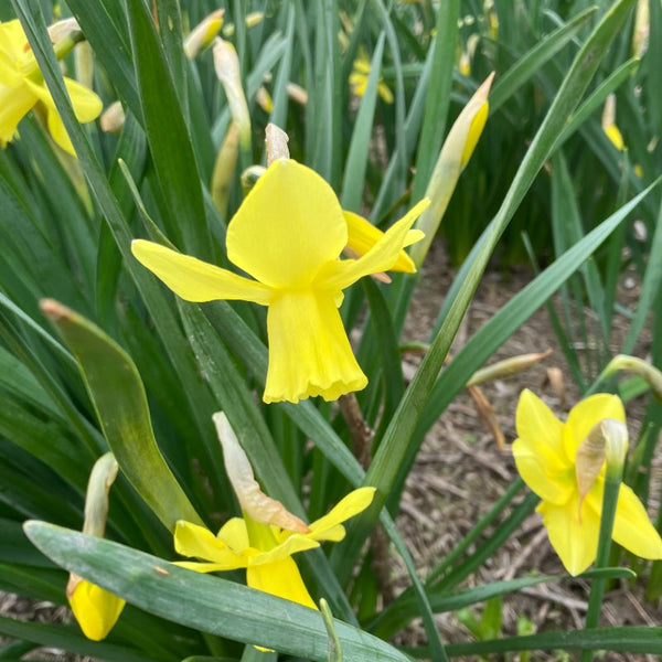 NZ Bred Daffodils | Order Daffodil Bulbs online | Bulbs Direct NZ