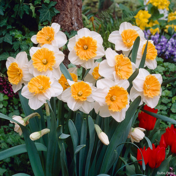 Soestdijk Daffodils | Order Daffodil Bulbs online | Bulbs Direct NZ