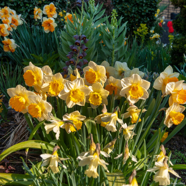 Signor Daffodil | Order Daffodil Bulbs online | Bulbs Direct NZ