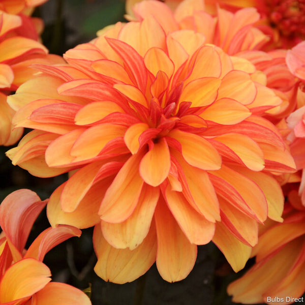 Cobra Dahlias | Order Dahlia Tubers Online | Bulbs Direct NZ