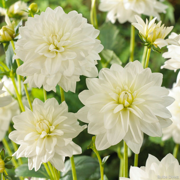 Siberia Dahlia | Order Dahlia Tubers online - Bulbs Direct NZ