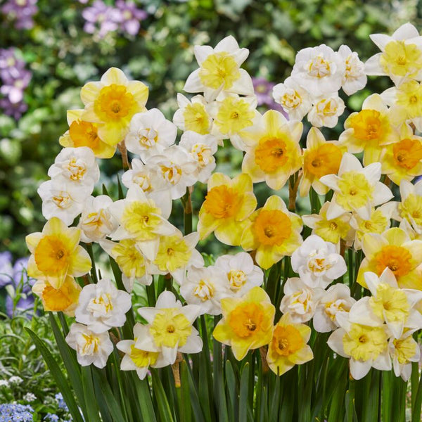 NZ Bred Daffodil Mixture | Order Daffodil Bulbs online| Bulbs Direct
