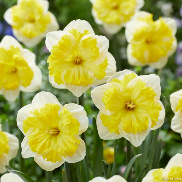 Plant America Daffodils | Order Daffodil Bulbs online | Bulbs Direct NZ