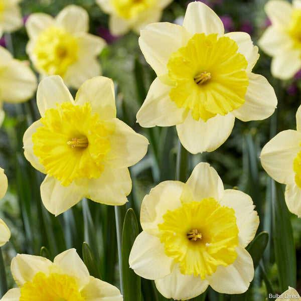 Raoul Wallenberg Daffodil | Order Daffodil Bulbs online | Bulbs Direct NZ