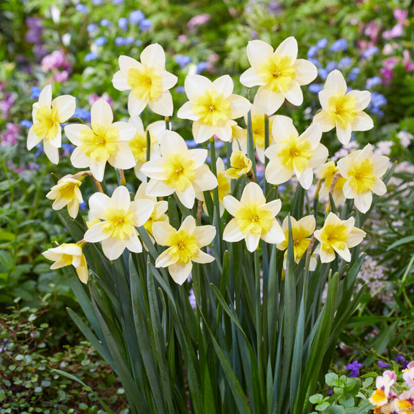 Bella Estrella Daffodils | Order Daffodil Bulbs online | Bulbs Direct NZ