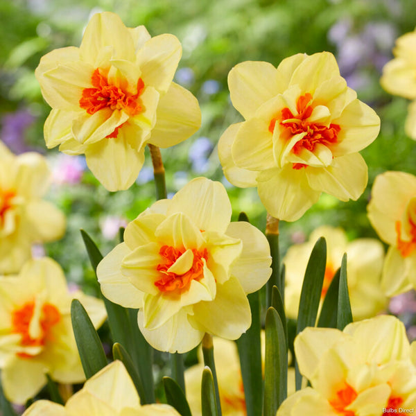 Double Fashion Daffodils | Order Daffodil Bulbs online | Bulbs Direct NZ