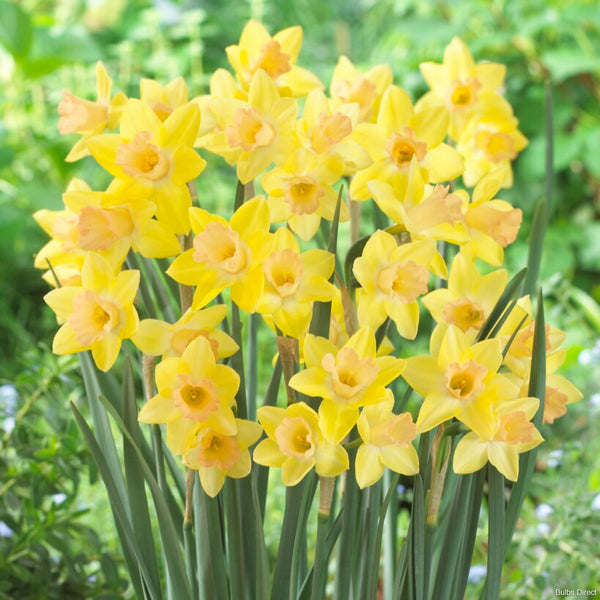 Blushing Lady Daffodils | Order Daffodil Bulbs online | Bulbs Direct NZ