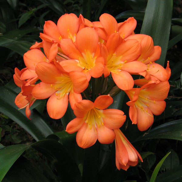 Keith Hammett Orange Clivia | Order Clivia Online | Bulbs Direct NZ