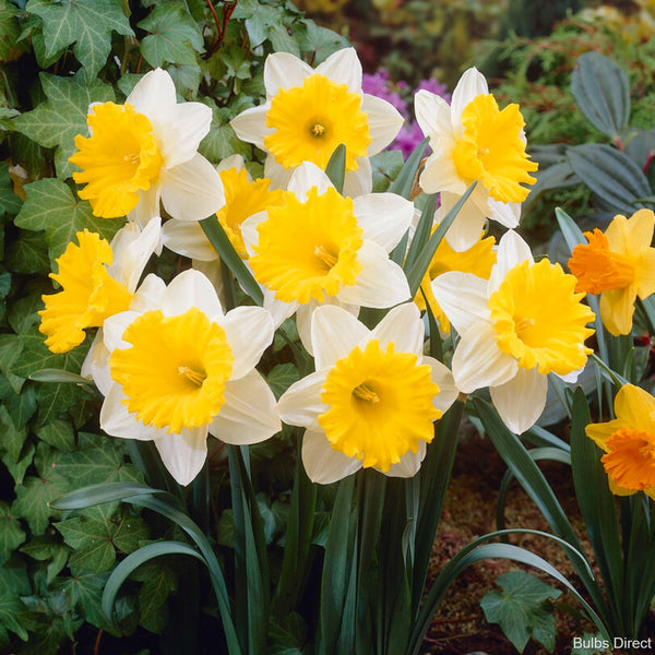 Stadium Daffodils | Order Daffodil Bulbs online | Bulbs Direct NZ