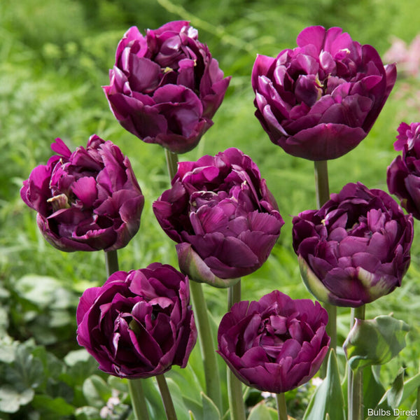 Tulip Saigon Double | Order Tulip Bulbs online | Bulbs Direct NZ