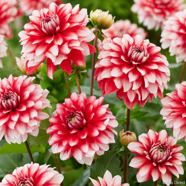 Larry's Love Dahlias | Buy your Dahlia Tubers online - Bulbs Direct NZ