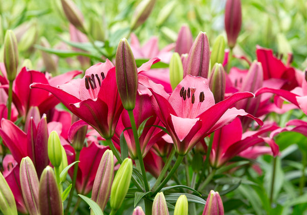 Lily Planting Guide | Growing Lilies NZ | Bulbs Direct NZ