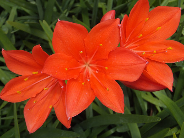 Vallota Growing Guide | Growing Vallota in NZ | Bulbs Direct