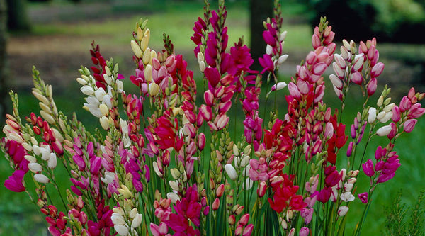 Ixia Planting Guide | Growing Ixia in NZ | Bulbs Direct