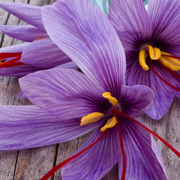 Saffron Plant