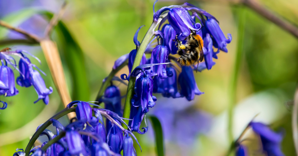 A Kiwi Guide to Bee-Friendly Flower Bulbs | Bulbs Direct
