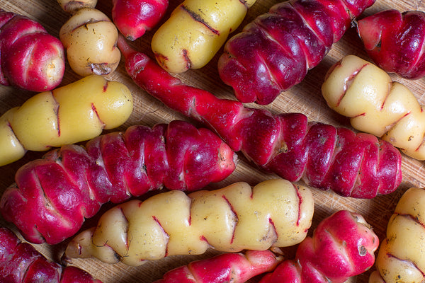 Yam Growing Guide | Grow The Best Yams | Bulbs Direct NZ