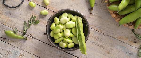 Broad Bean Growing Guide NZ | Bulbs Direct NZ