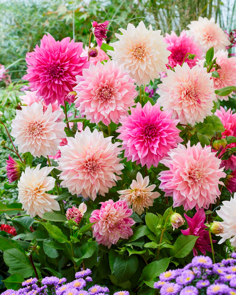 When to Plant Dahlia Tubers NZ | Bulbs Direct NZ