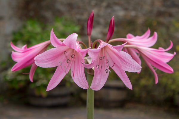 Crinum Growing Guide | Bulbs Direct NZ