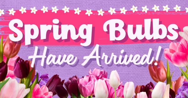 Spring Bulbs Have Arrived for 2023! | Bulbs Direct