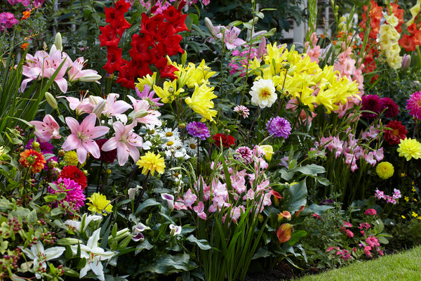 Bring on Summer! | Bulbs Direct NZ