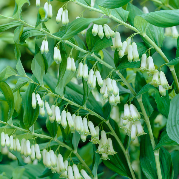 Polygonatum Multiflorum