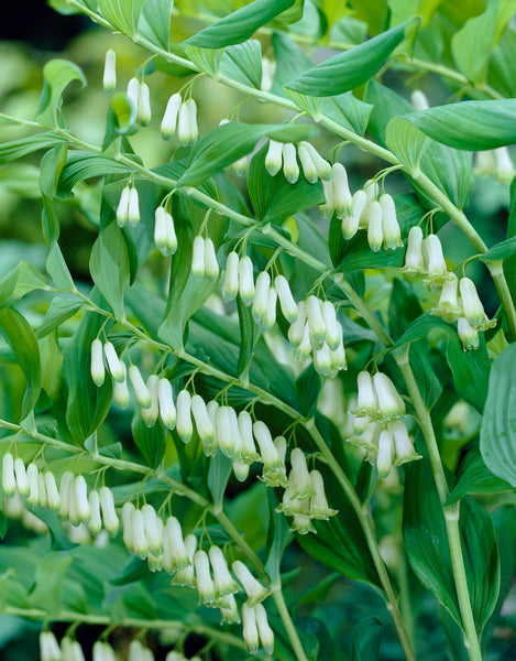 Polygonatum Growing Guide | Bulbs Direct NZ