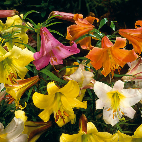 Christmas Lilies | Flower Bulbs | Bulbs Direct NZ