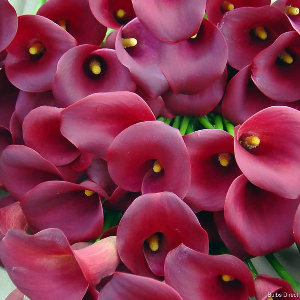 Red Delight Callas | Order Calla Lily Bulbs online | BulbsDirect ...
