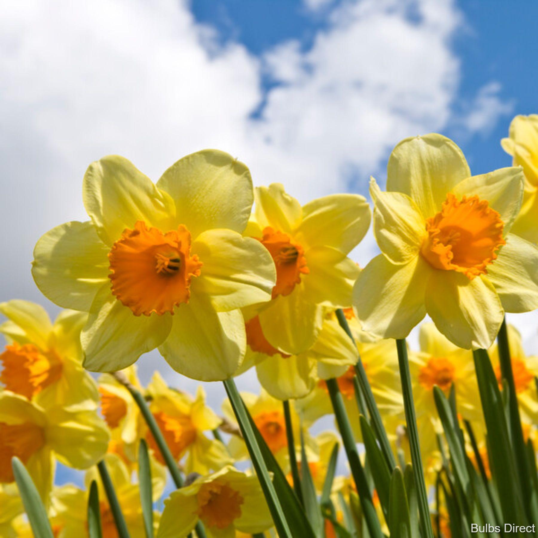 Orange Eye Daffodils | Order Daffodil Bulbs online | Bulbs Direct NZ