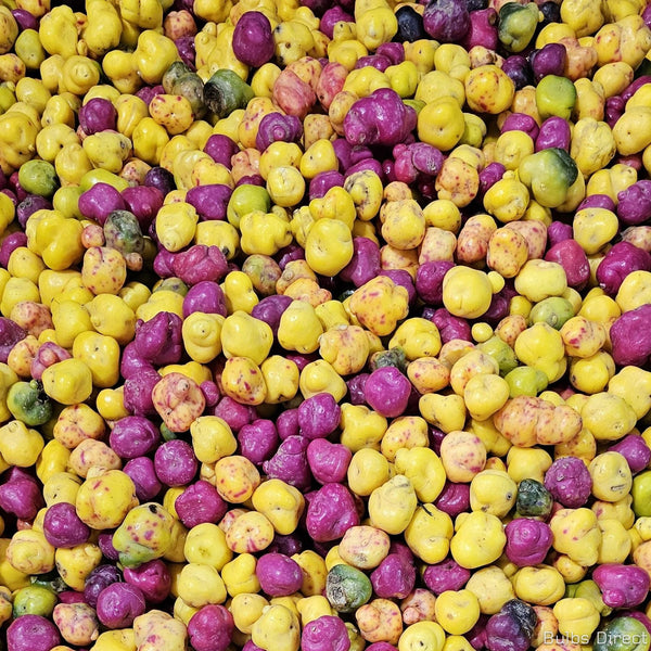 Earth Gem Tubers| Grow your own Earth Gems | Bulbs Direct NZ