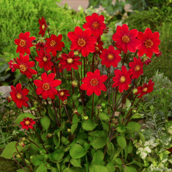 Topmix Reddy Dahlias | Order your Dahlia Tubers online - Bulbs Direct NZ