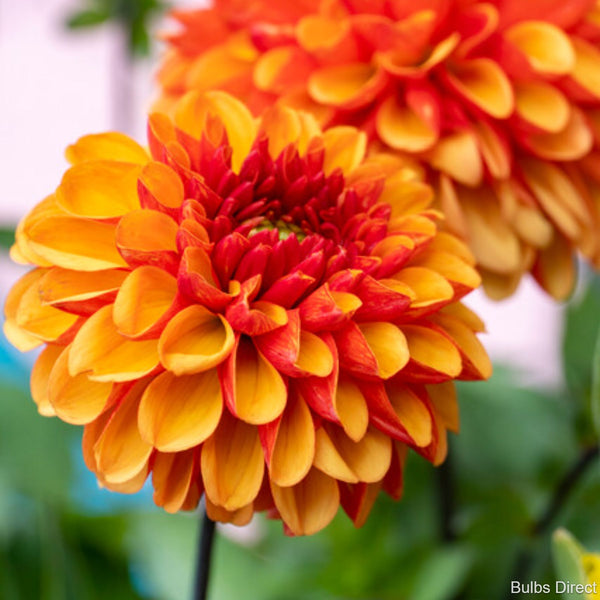 American Sunset Dahlias | Order Dahlia Tubers online - Bulbs Direct NZ
