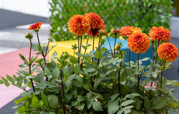 American Sunset Dahlias | Order Dahlia Tubers online - Bulbs Direct NZ