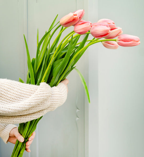 Tulip Tresor | Order Tulip Bulbs online | Bulbs Direct NZ