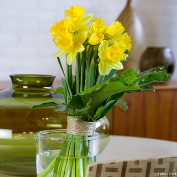 Standard Value Daffodils | Order Daffodil Bulbs online | Bulbs Direct NZ