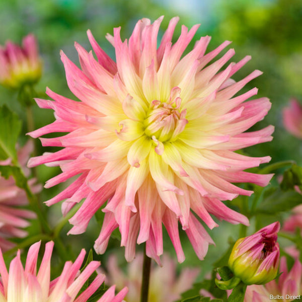 Melody Gipsy Dahlia | Buy your Dahlia Tubers online | Bulbs Direct