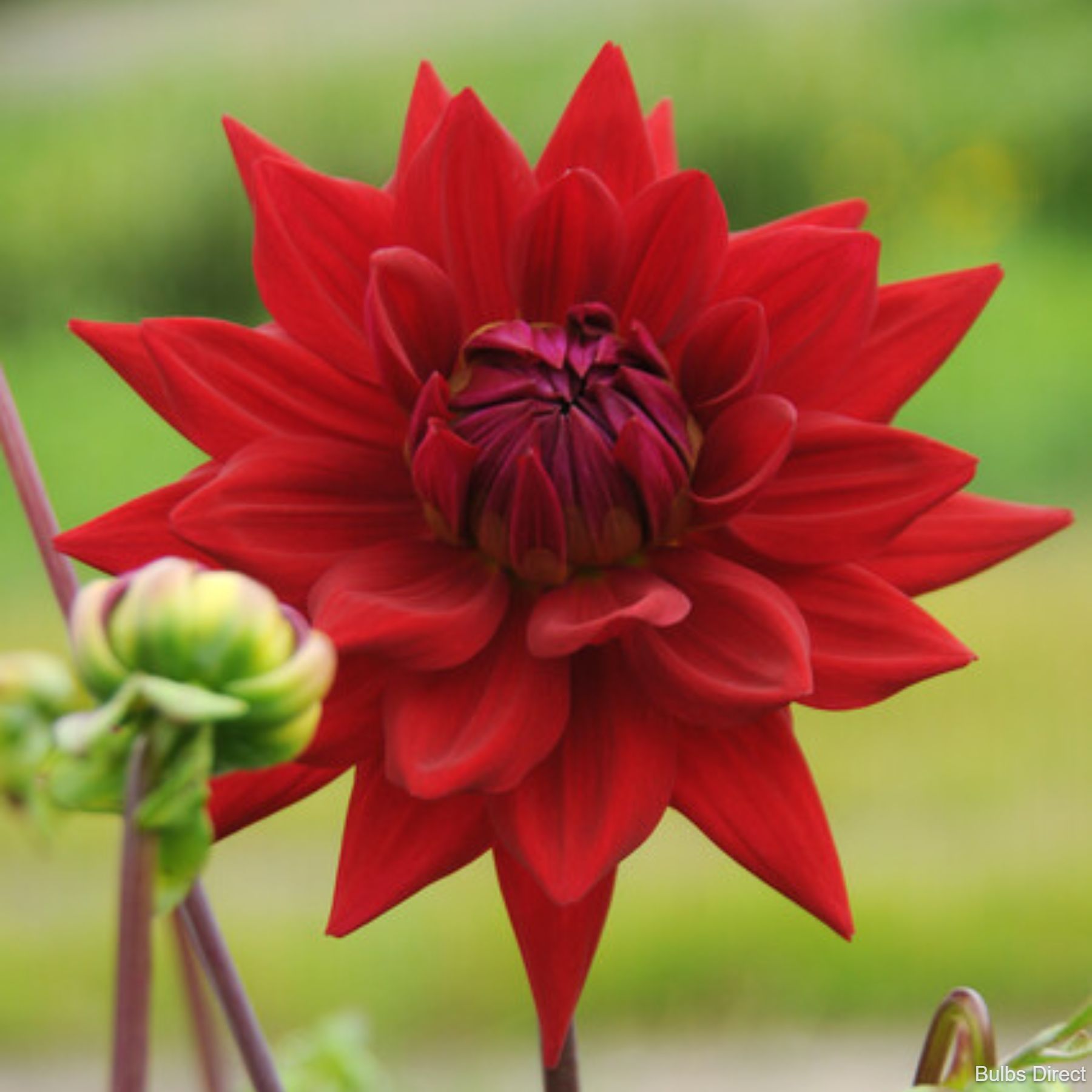 Wittemans Best Dahlias | Buy Dahlia Tubers online - Bulbs Direct NZ