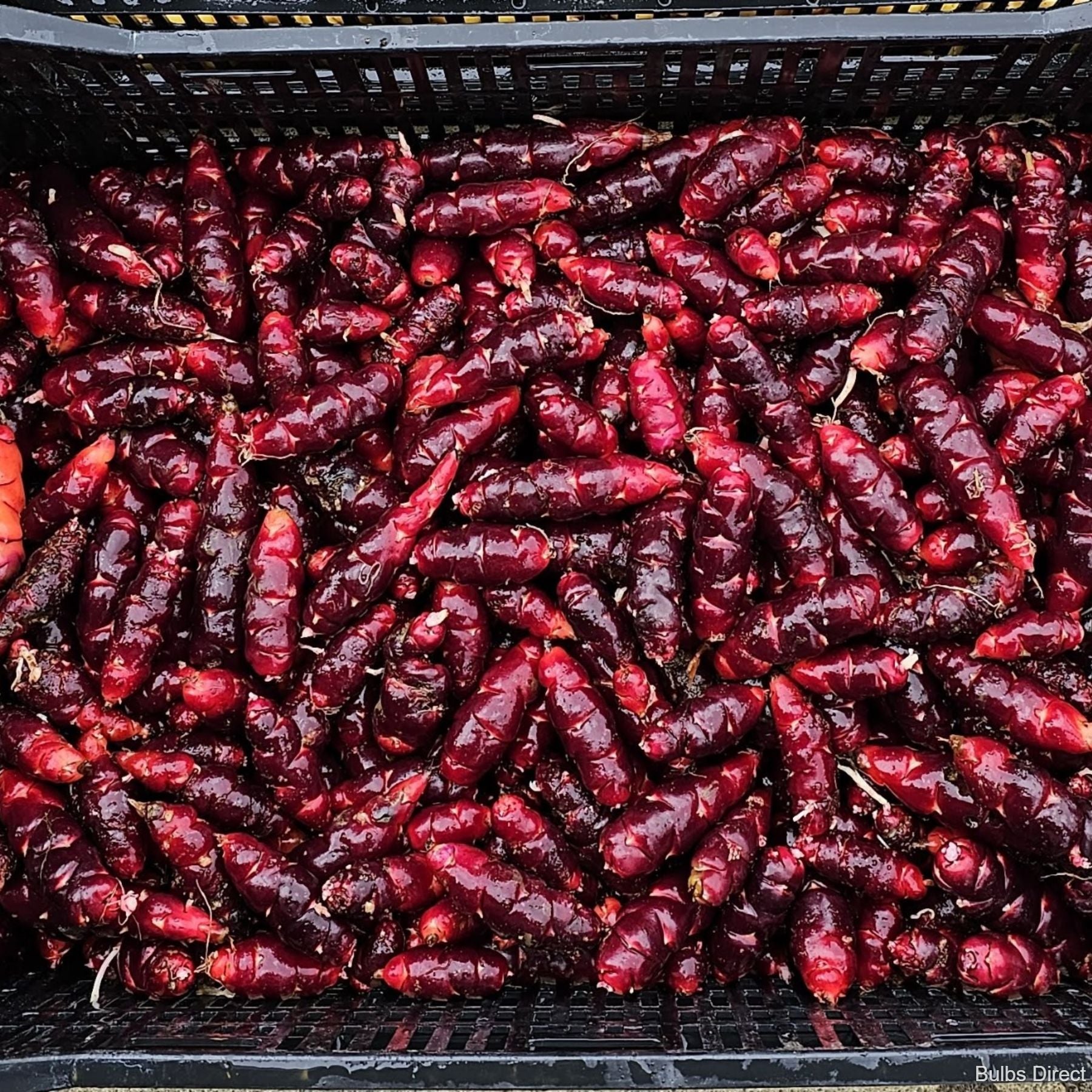 Burgundy Yam Seed | Grow your own Yams | Bulbs Direct NZ