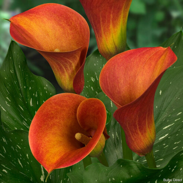 Inferno Callas | Order Calla Lily Bulbs online | Bulbs Direct