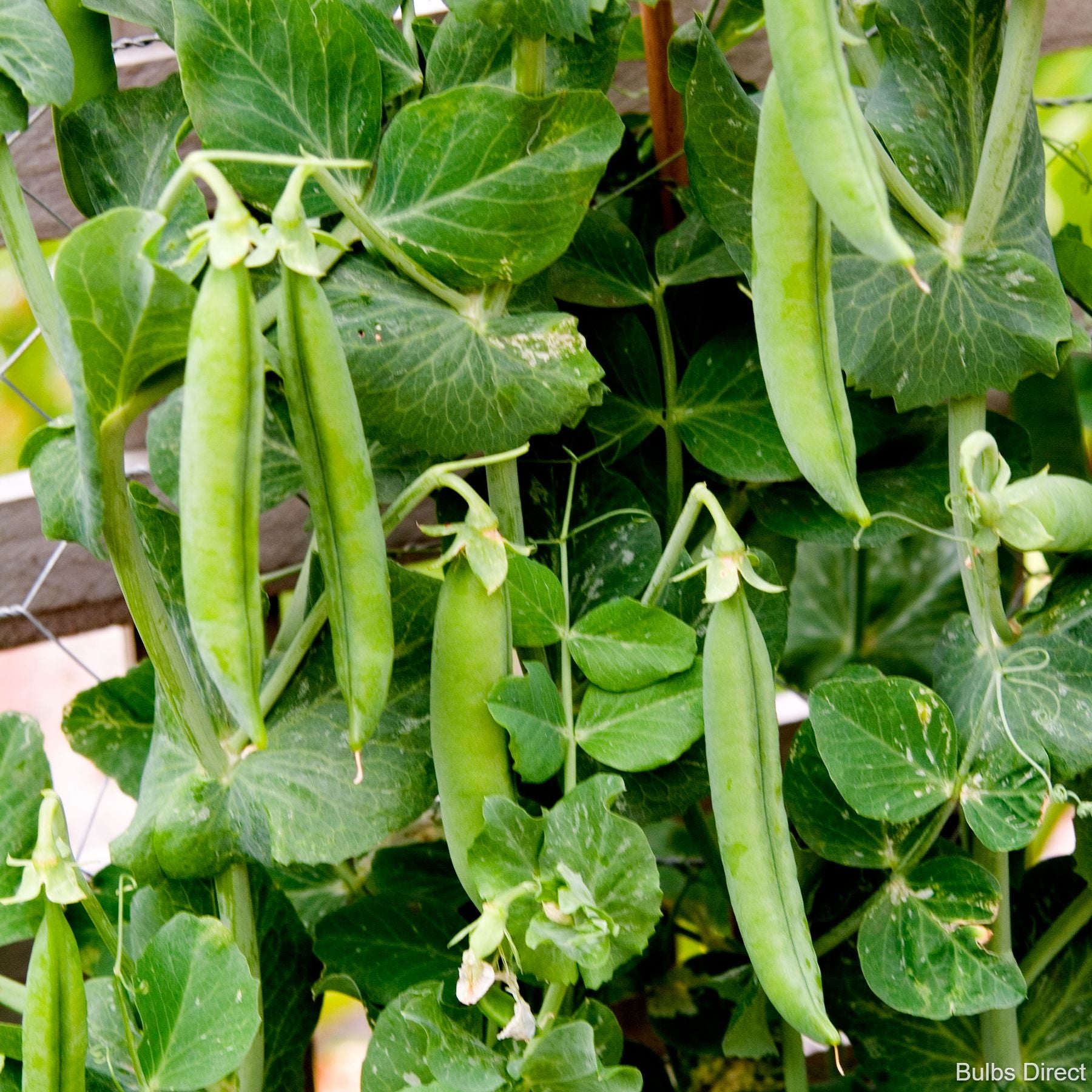 Greenfeast Pea Seeds | Grow your own Peas | Bulbs Direct NZ