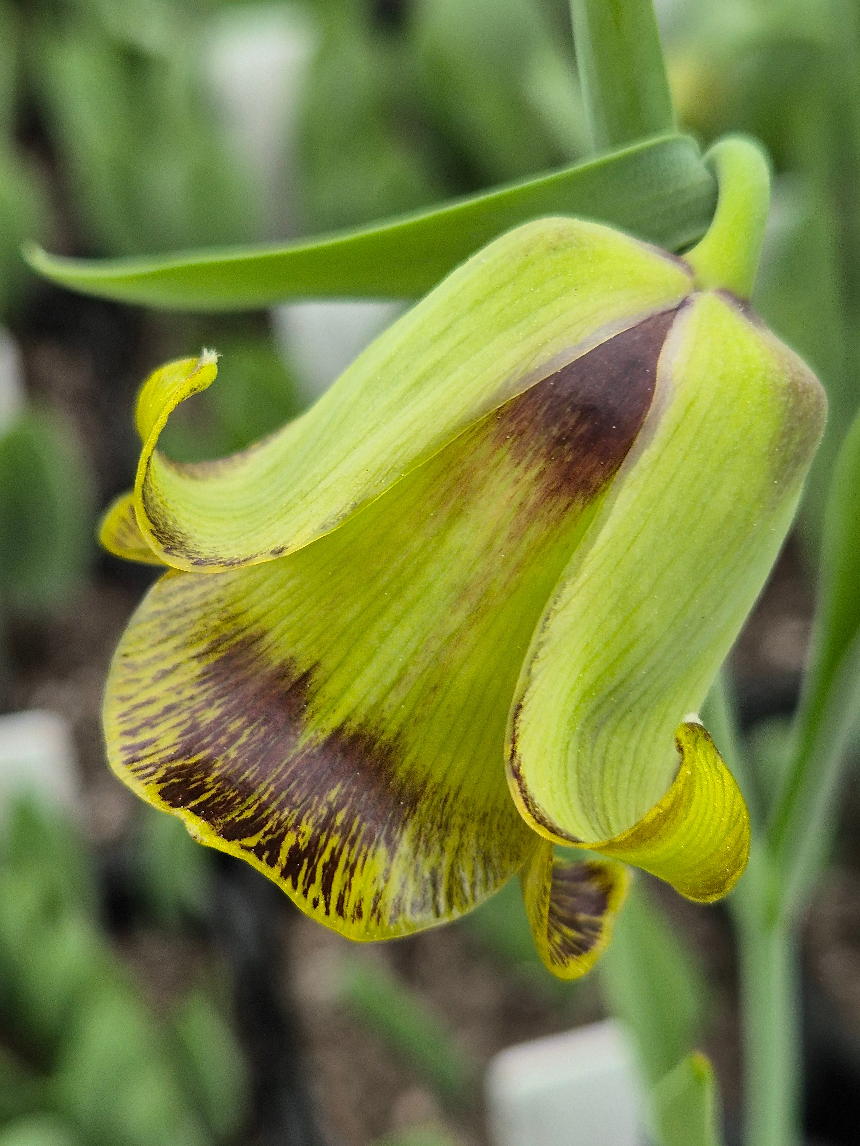 Fritillaria Acmopetala | Buy Fritillaria Bulbs Online | Bulbs Direct NZ