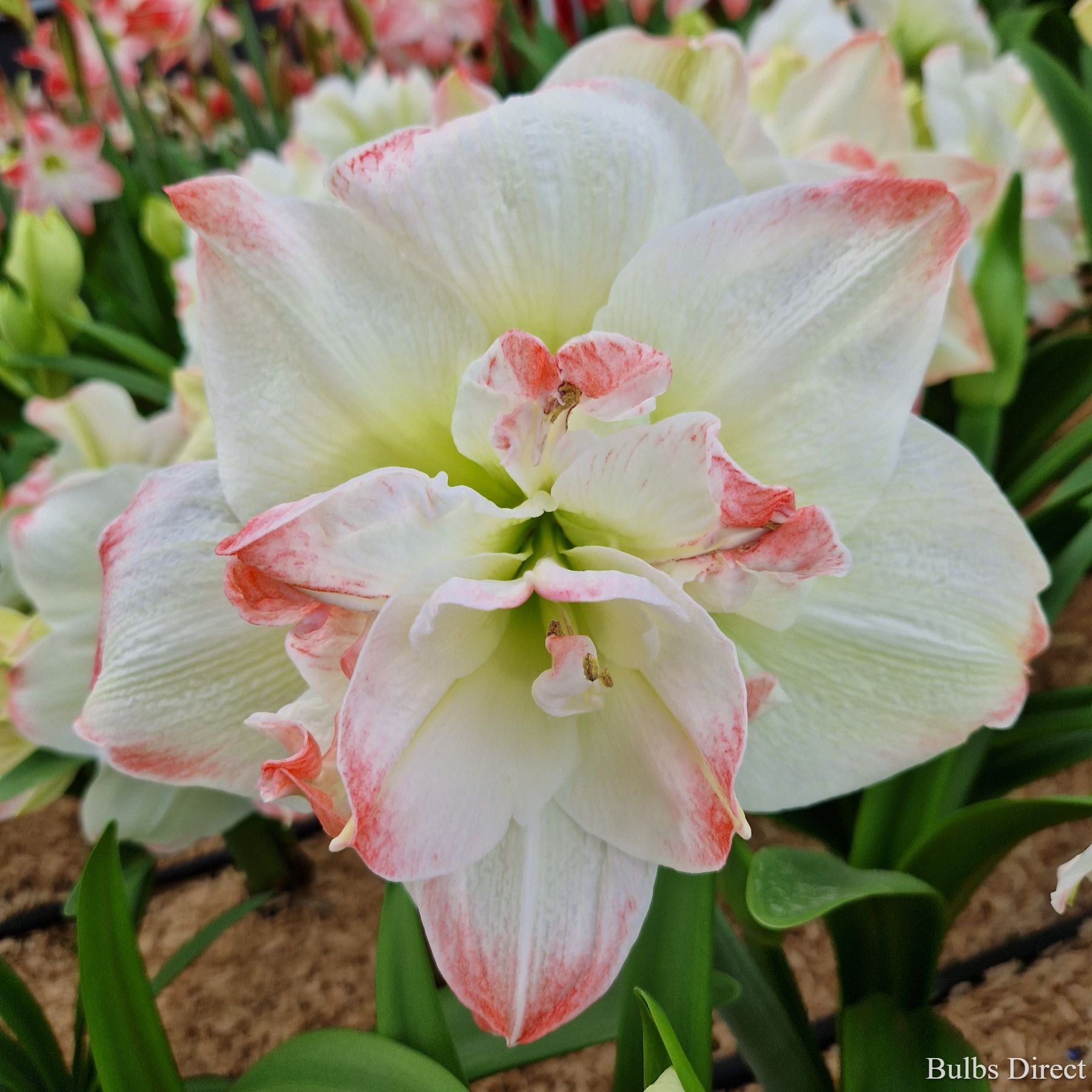 Amadeus Candy Hippeastrum | Buy Amaryllis Bulbs online | Bulbs Direct NZ