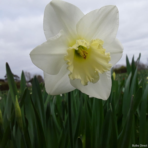 Arctic Bay Daffodil | Order Daffodil Bulbs online | Bulbs Direct NZ